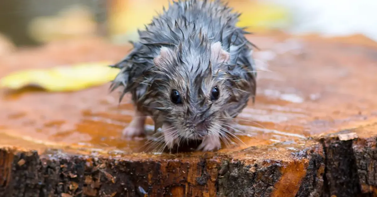 Priors Hall Park: Species Sampling Methods – Water Shrew - Urban&Civic